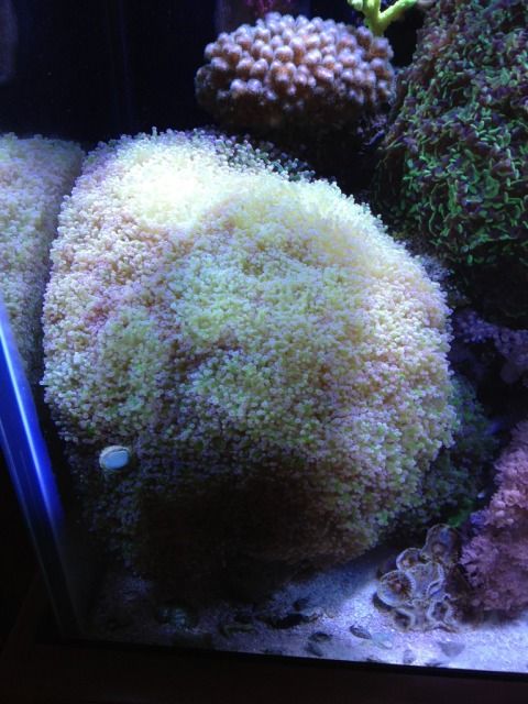 some pics of my hammer/frogspawn jungle - Reef Central Online Community