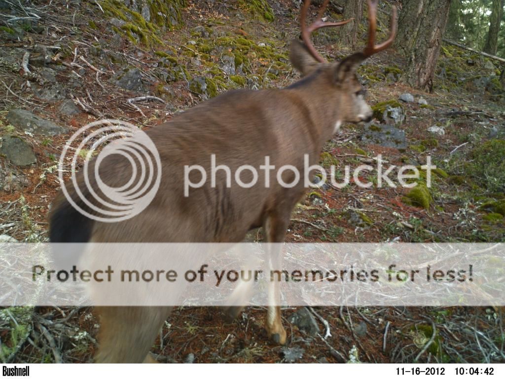 Trophy Blacktail Hunting 2012 - Page 55