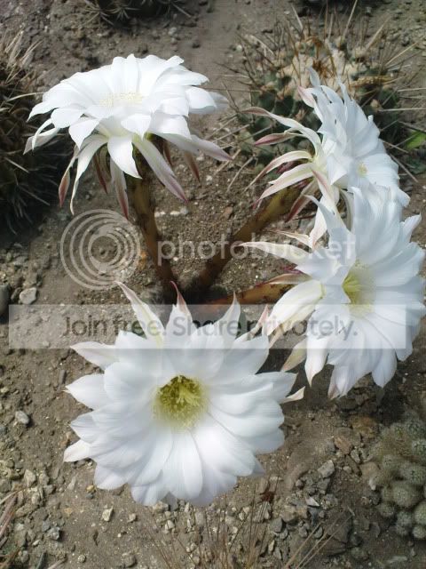 Flori de cactusi si suculente (1) | Succulent's Blog