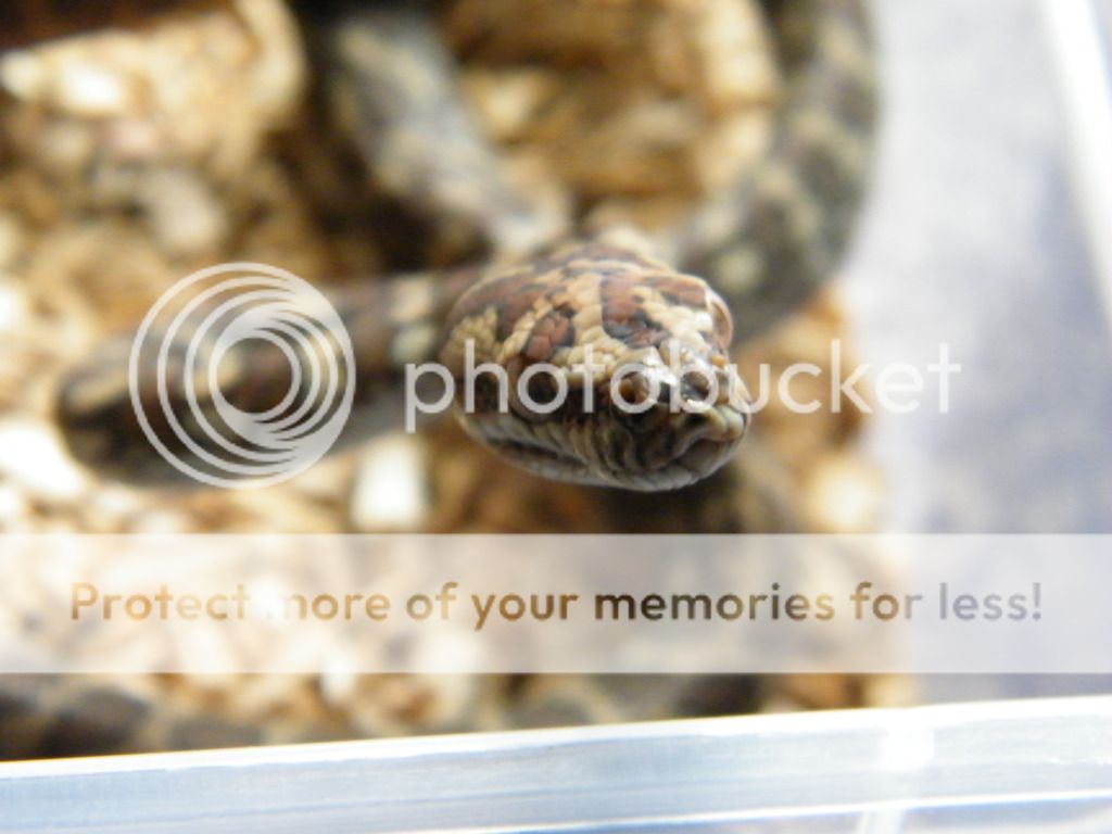 SE England - 2012 Carpet python hatchlings for sale!! | Reptile Forums