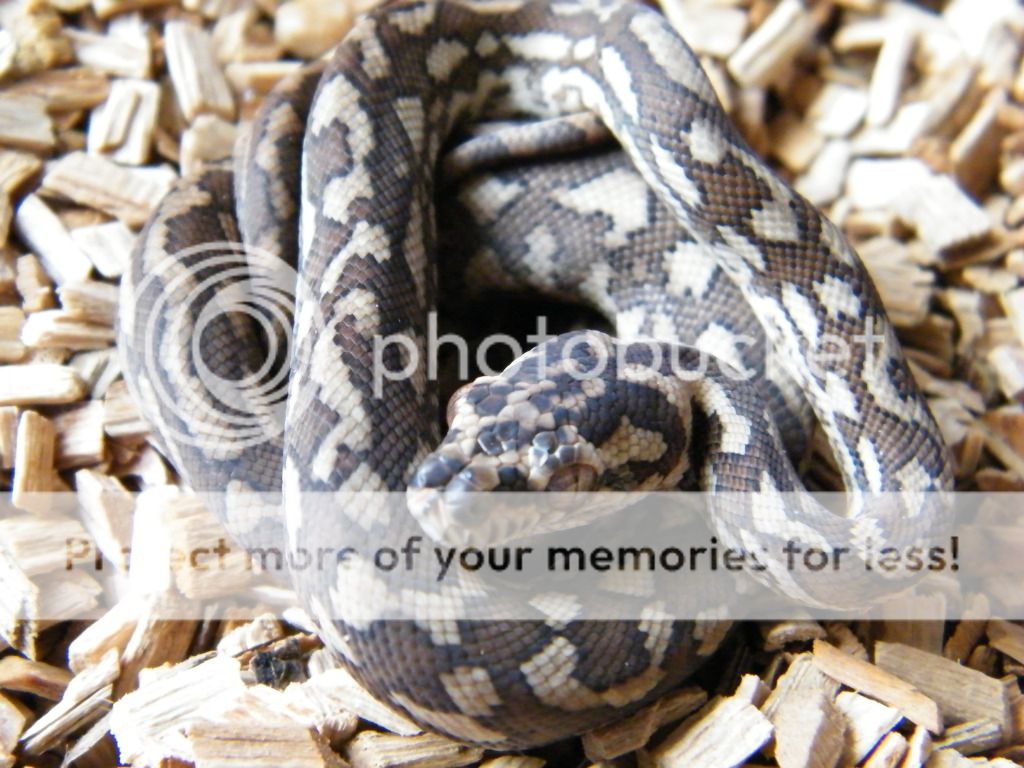 SE England - 2012 Carpet python hatchlings for sale!! | Reptile Forums