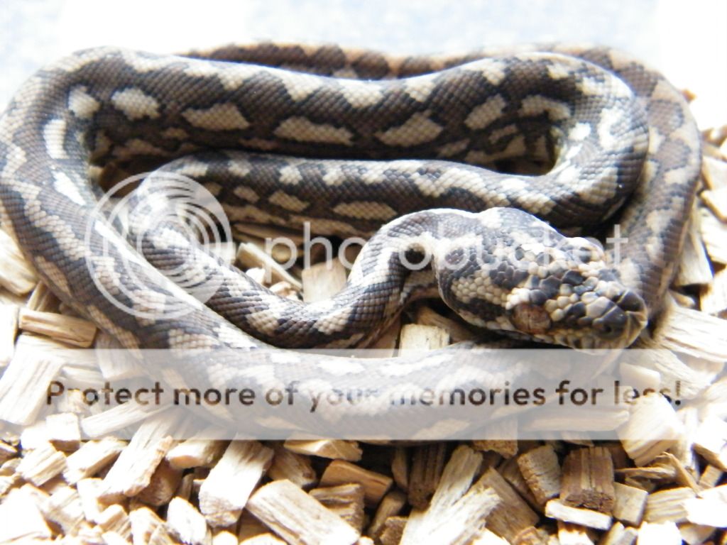 SE England - 2012 Carpet python hatchlings for sale!! | Reptile Forums