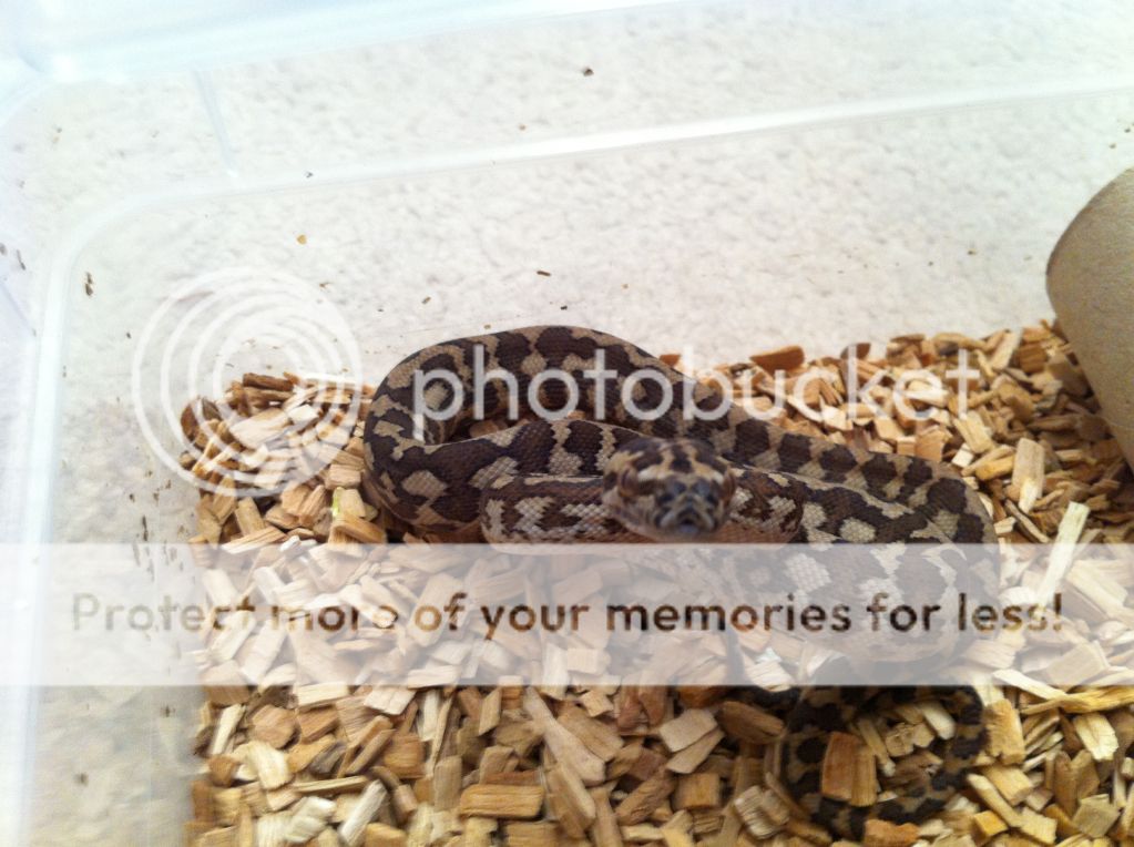 SE England - 2012 Carpet python hatchlings for sale!! | Reptile Forums